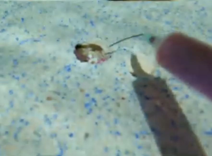 Leak Detection Dye: How It Works and Why It’s a Game-Changer - 305 Pool ...
